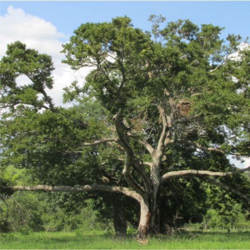 Jatoba Bark Shredded