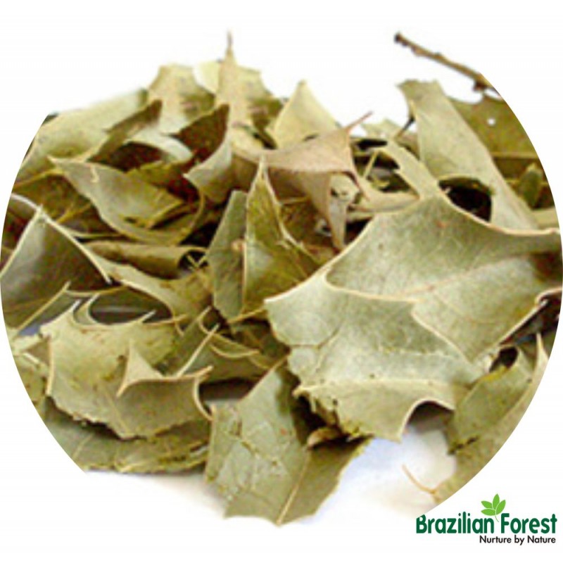 Espinheira Santa Leaves